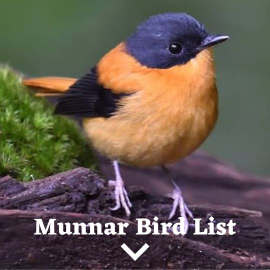 Munnar bird watching guides and guided bird photography tours