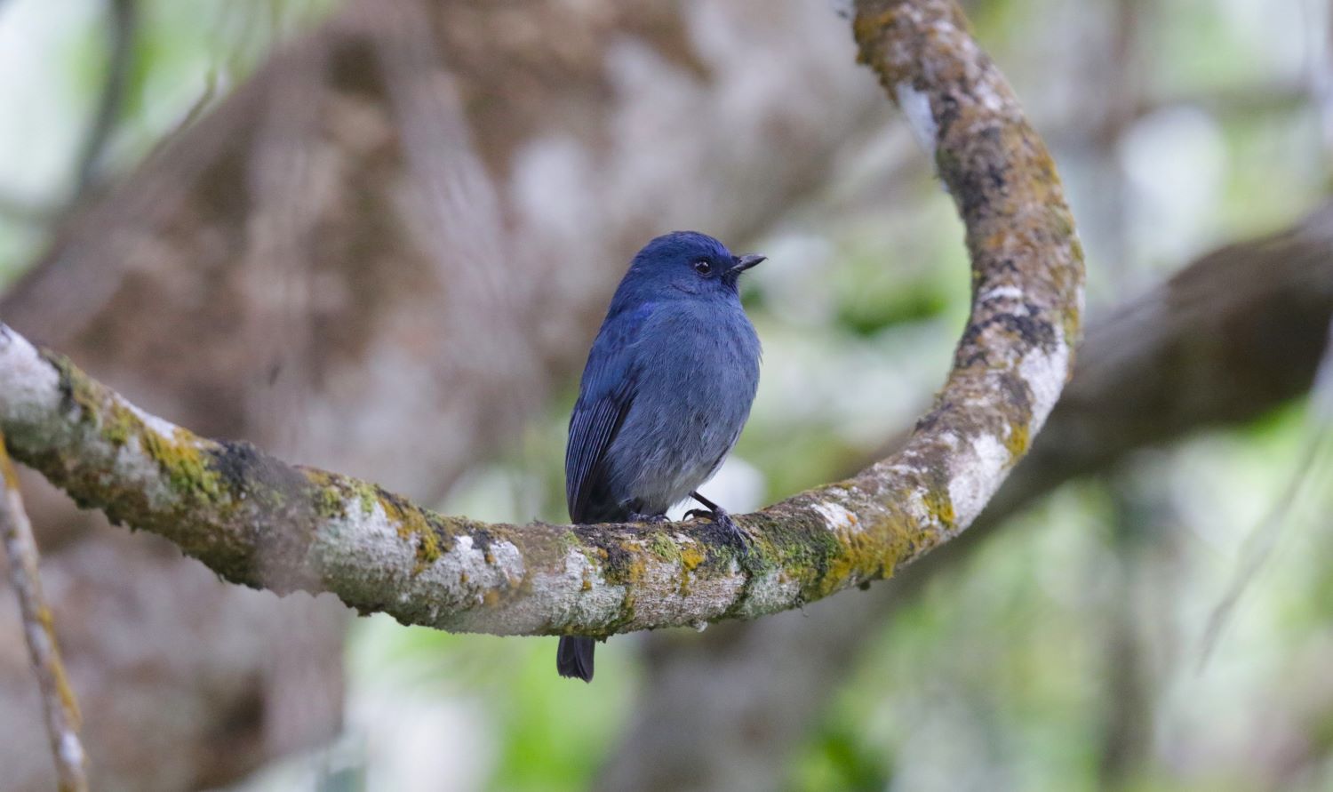 Munnar bird watching guides and guided bird photography tours